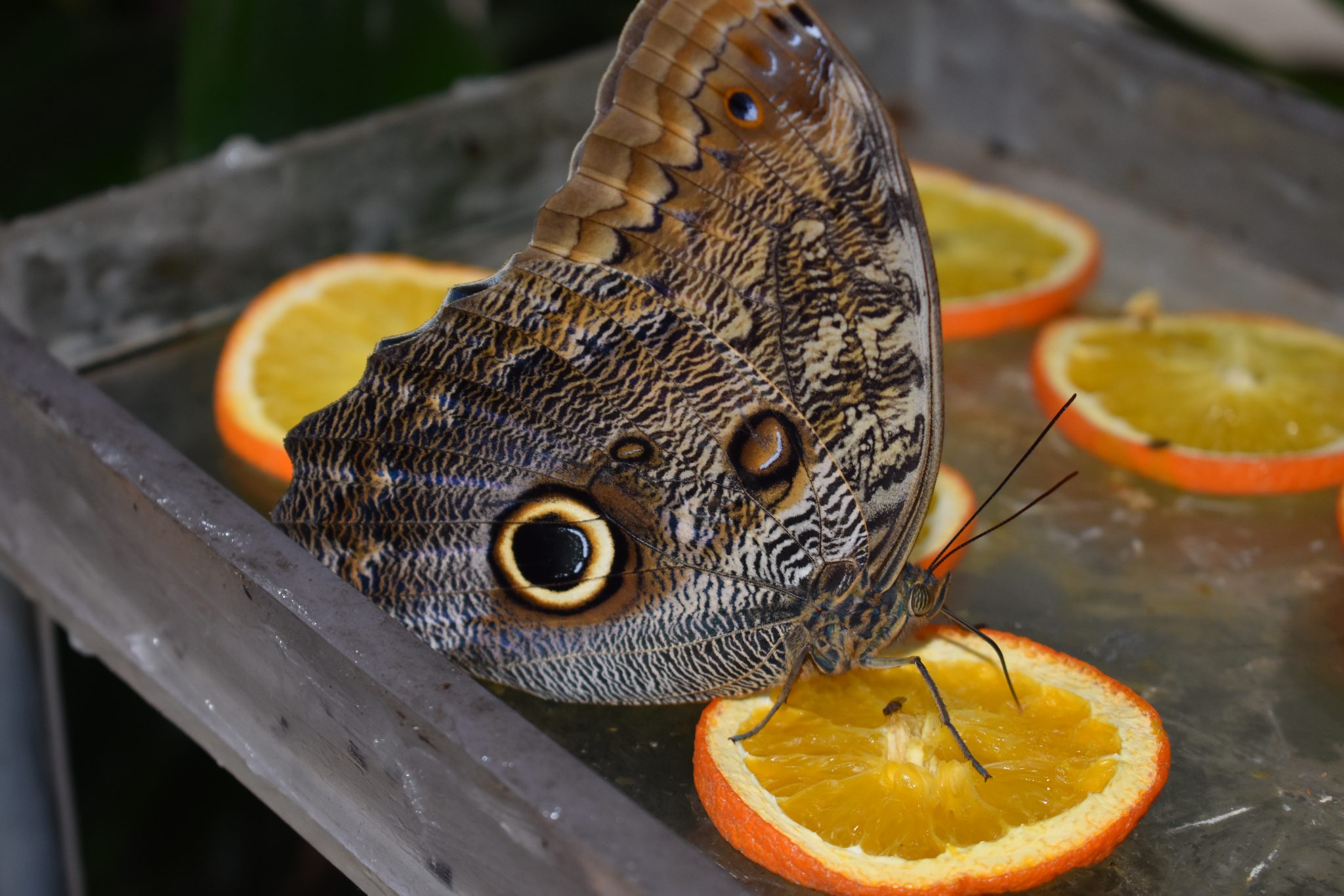 Big things coming to Insectarium - Northeast Times