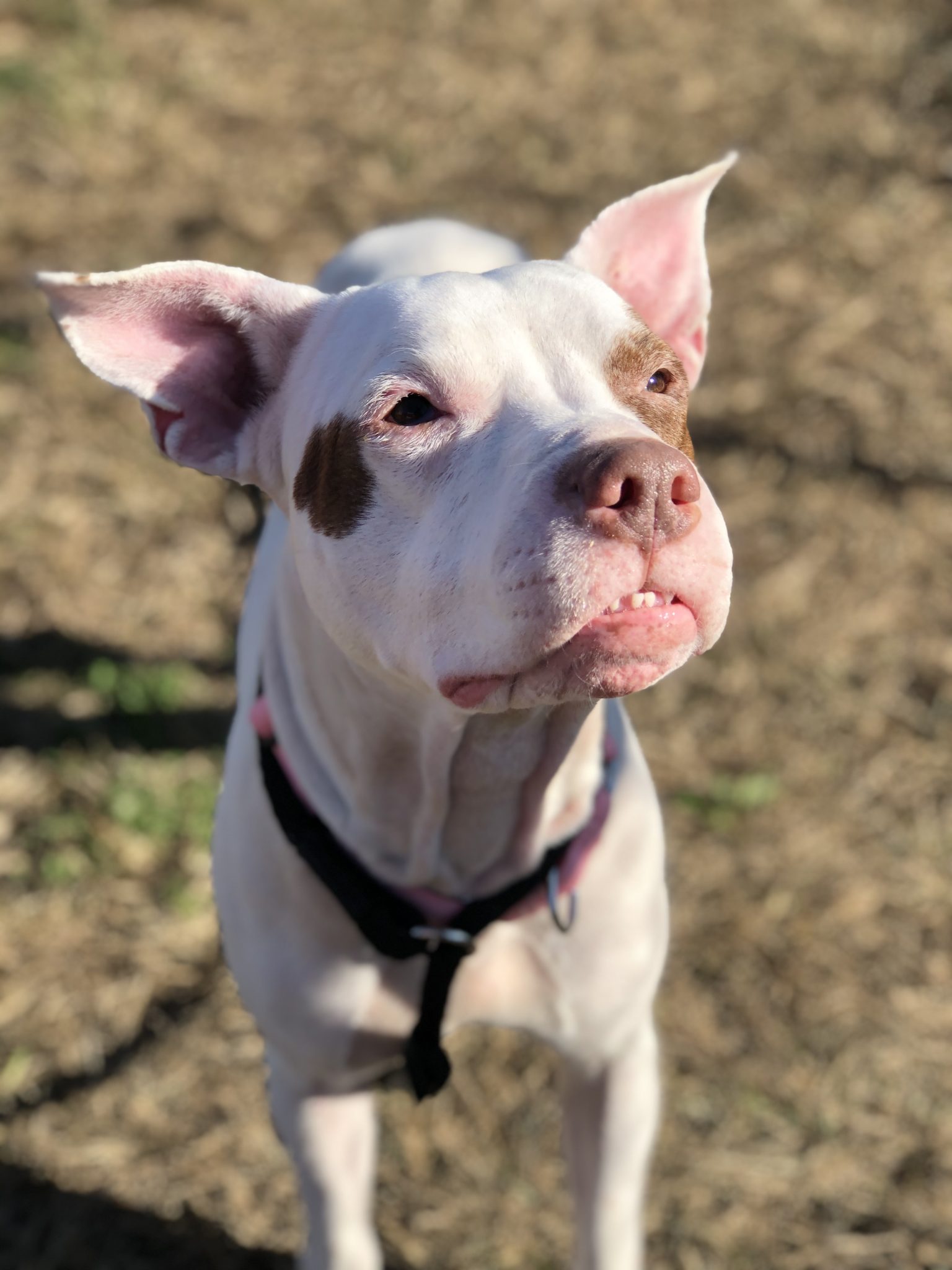 Amber, Cole need new homes - Northeast Times